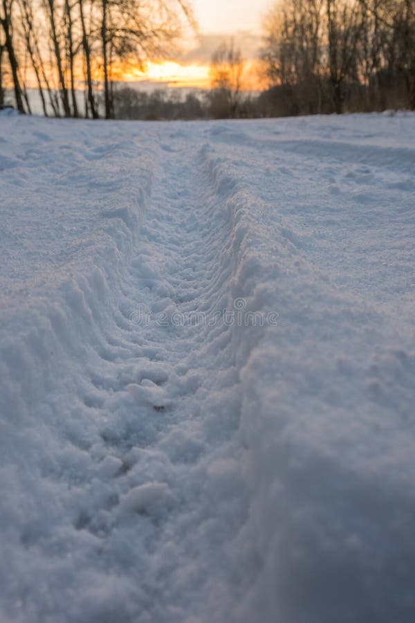 Freeze Landscape of the Forest during the Sunset. Trees are Highlighted ...
