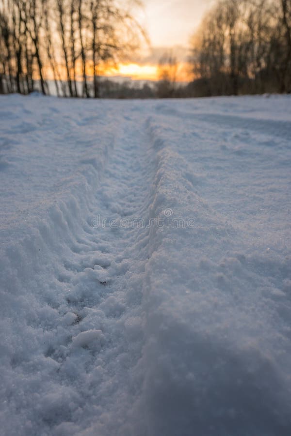 Freeze Landscape of the Forest during the Sunset. Trees are Highlighted ...