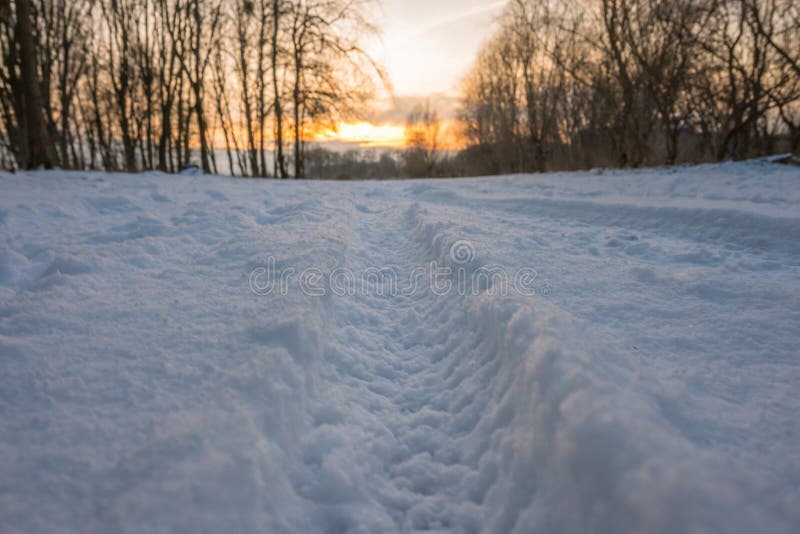 Freeze Landscape of the Forest during the Sunset. Trees are Highlighted ...