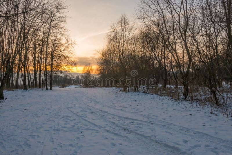 Freeze Landscape of the Forest during the Sunset. Trees are Highlighted ...
