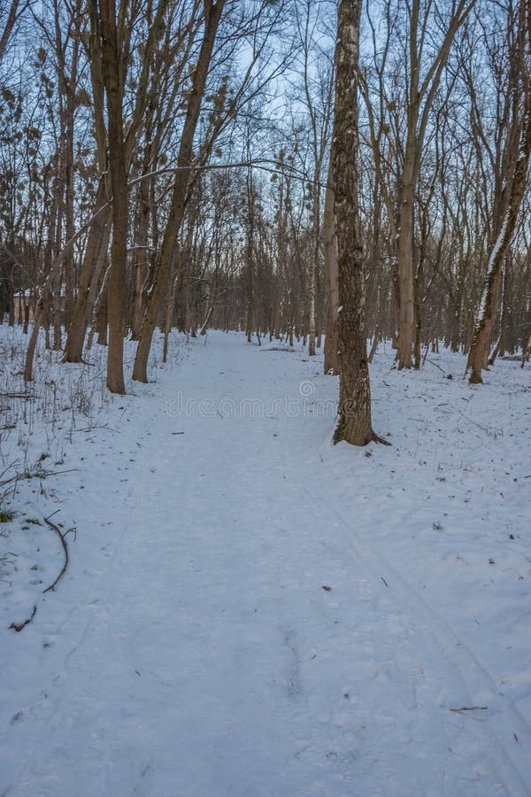 Freeze Landscape of the Forest during the Sunset. Trees are Highlighted ...