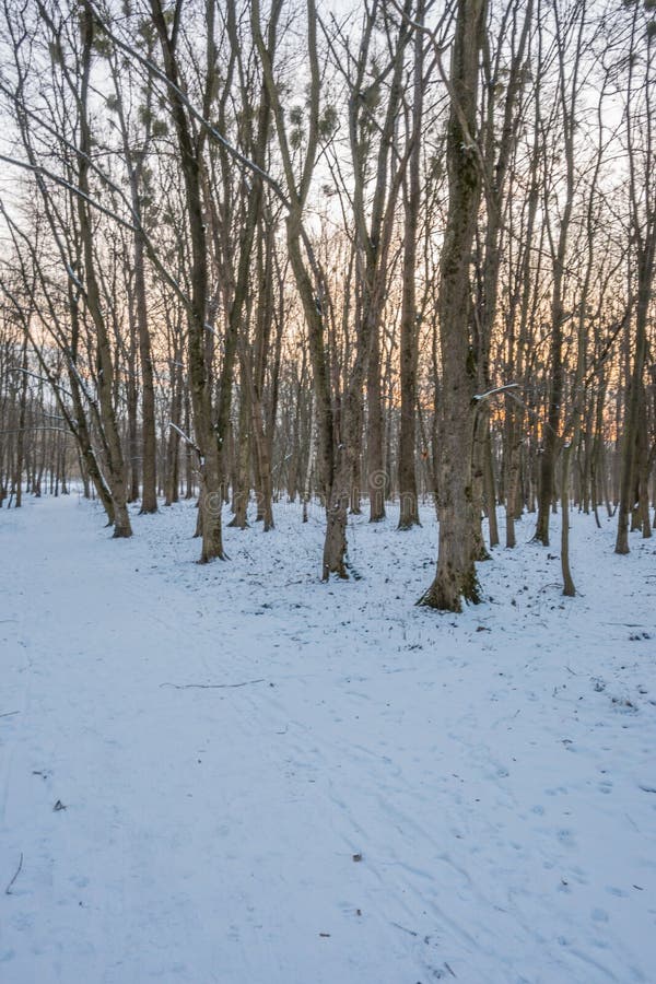 Freeze Landscape of the Forest during the Sunset. Trees are Highlighted ...