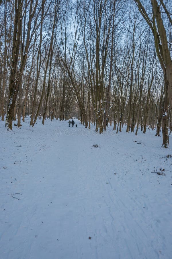 Freeze Landscape of the Forest during the Sunset. Trees are Highlighted ...