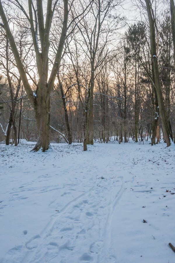 Freeze Landscape of the Forest during the Sunset. Trees are Highlighted ...