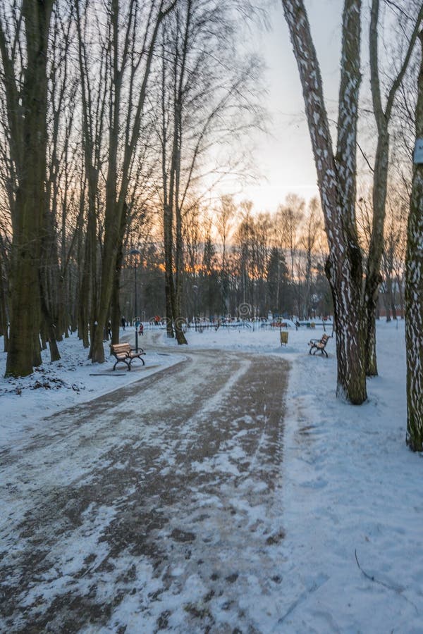 Freeze Landscape of the Forest during the Sunset. Trees are Highlighted ...
