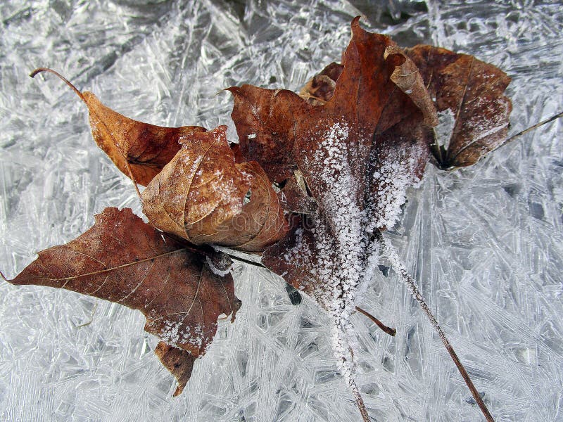 Freeze leaves stock photo. Image of frozen, beautiful - 83425898
