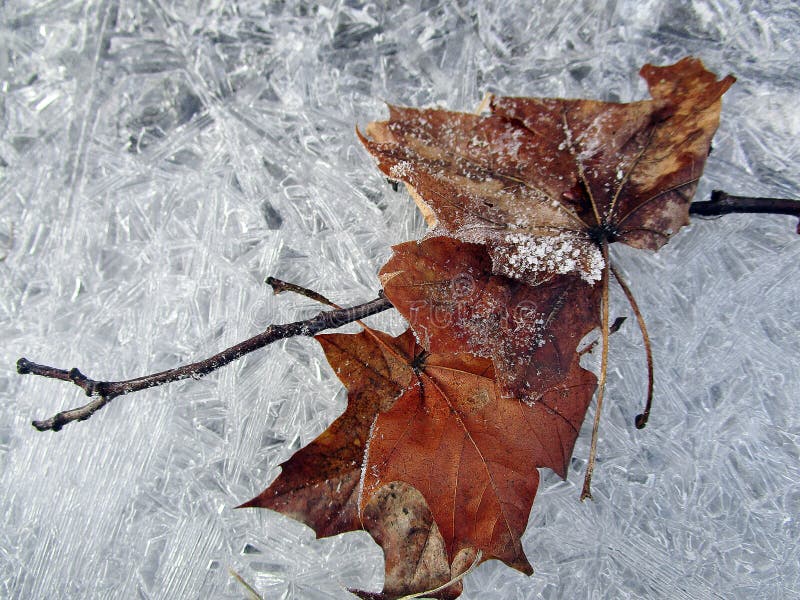 Freeze leaves stock image. Image of nature, autumn, lawn - 83425995