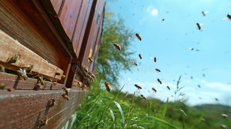 Freeze Motion of Bees Flying in and Out Bee Hive Stock Photo - Image of ...