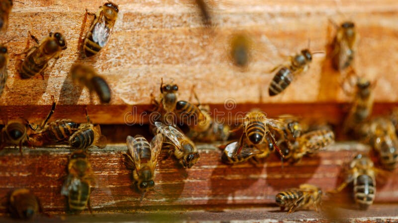Freeze Motion of Bees Flying in and Out Bee Hive Stock Image - Image of ...