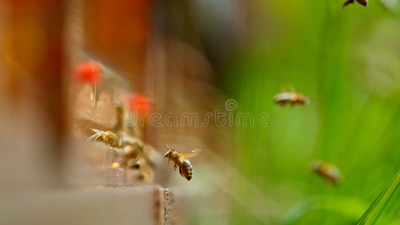 Freeze Motion of Bees Flying in and Out Bee Hive Stock Image - Image of ...