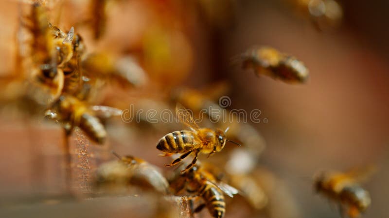 Freeze Motion of Bees Flying in and Out Bee Hive Stock Image - Image of ...