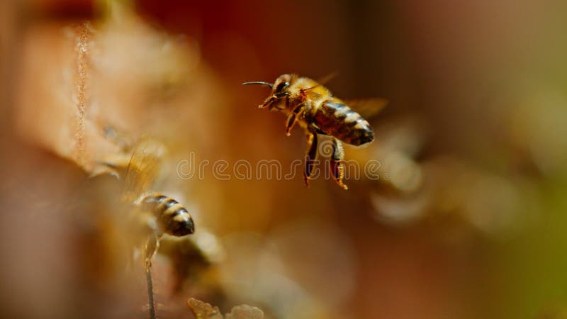 Freeze Motion of Bees Flying in and Out Bee Hive Stock Image - Image of ...