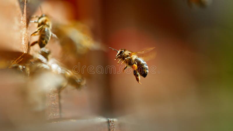 Freeze Motion of Bees Flying in and Out Bee Hive Stock Photo - Image of ...