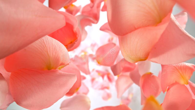 Freeze Motion of Flying Rose Petals Stock Image - Image of studio ...