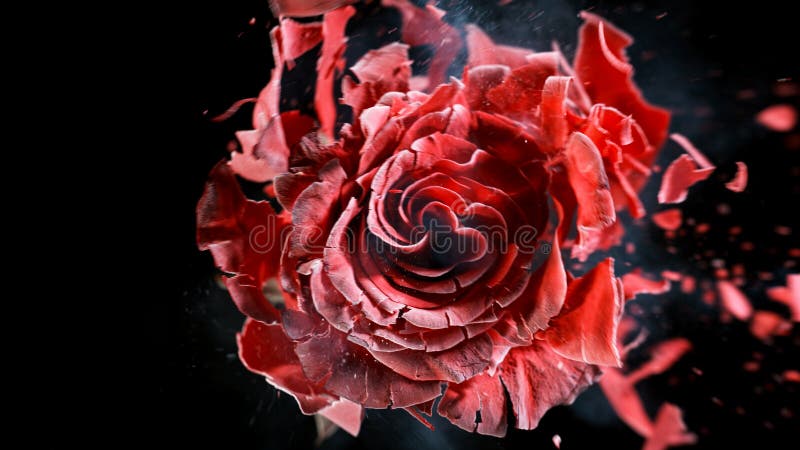 Freeze Motion of Red Rose Frozen and Exploding. Stock Photo - Image of ...