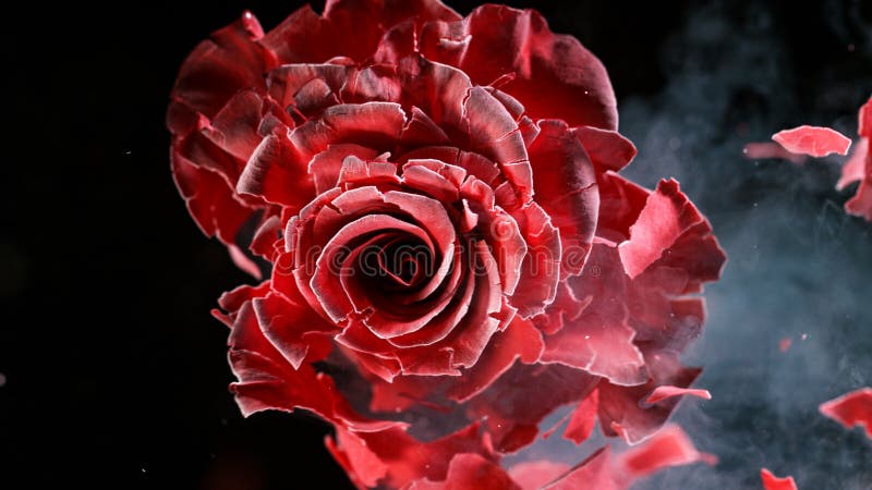 Freeze Motion of Red Rose Frozen and Exploding. Stock Image - Image of ...