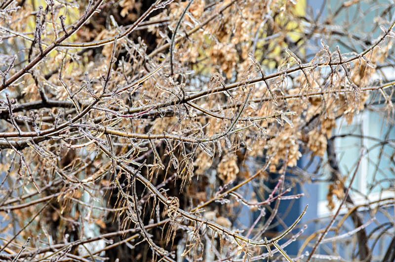 Freeze Rain, Trees Branches Covered by Deep Ice Stock Image - Image of ...
