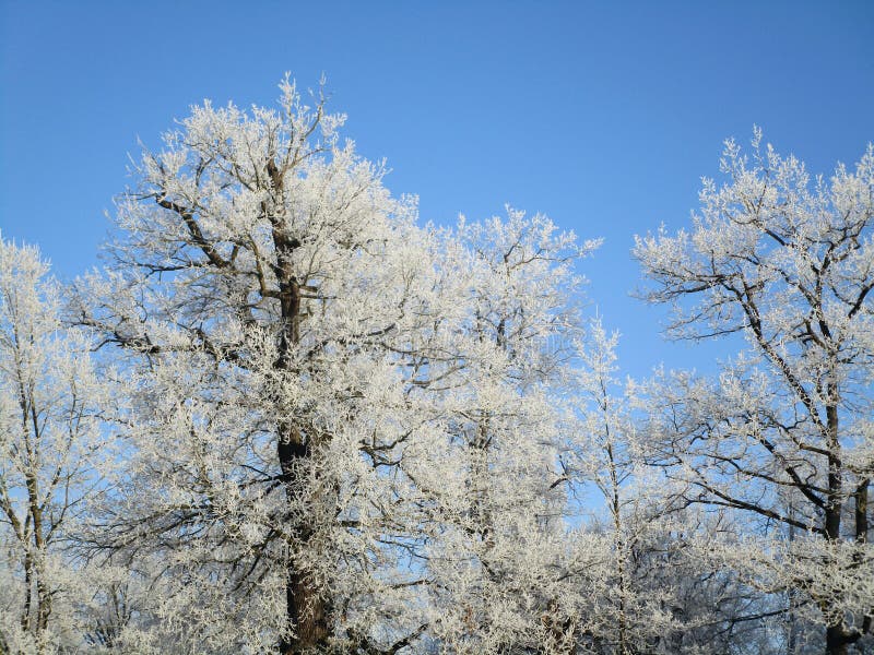 Freeze trees stock photo. Image of tree, frosty, pine - 83425298