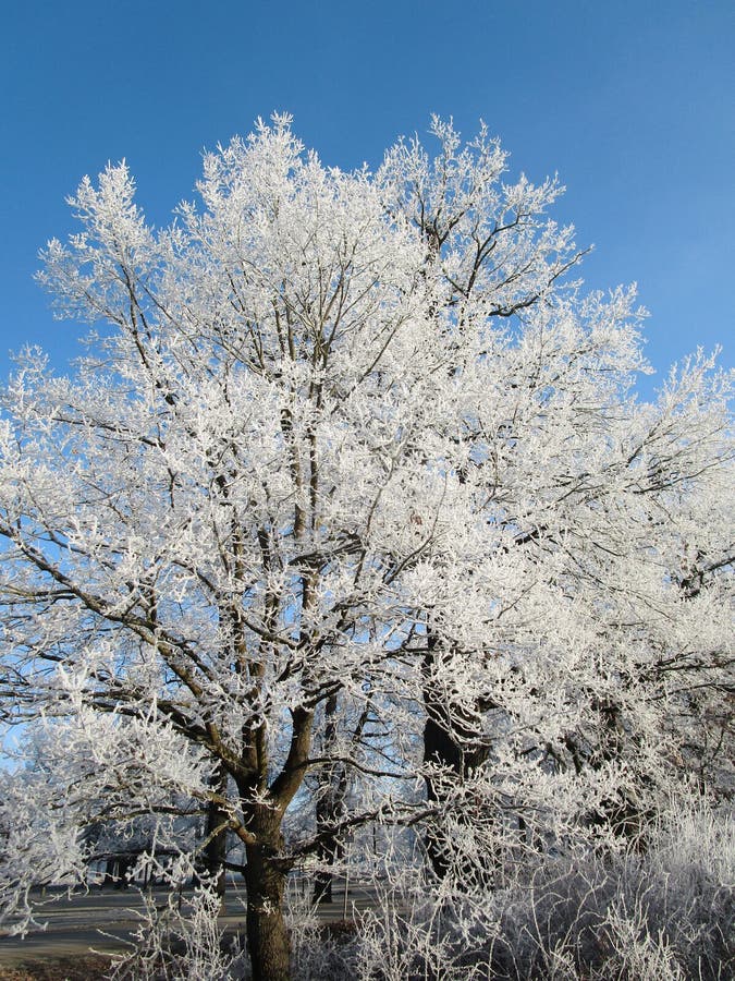 Freeze trees stock photo. Image of beautiful, winter - 83425548