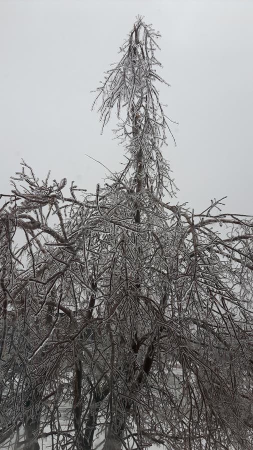 Freeze up stock image. Image of freeze, trees, freezing - 85773879
