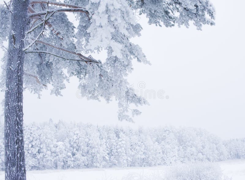Freezed view stock image. Image of country, tree, cold - 23693595
