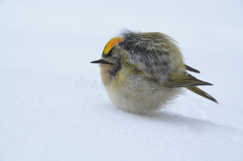 376 Died Bird Stock Photos - Free & Royalty-Free Stock Photos from ...