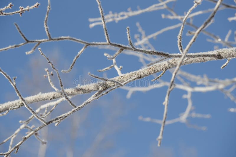 Freezing branch of tree stock photo. Image of tree, nature - 84136972