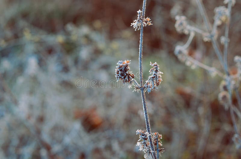 Freezing stock photo. Image of morning, forrest, winter - 76452908