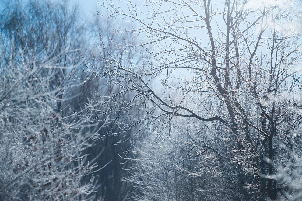 Freezing Cold Trees in a Park at Winter.. Stock Photo - Image of branch ...