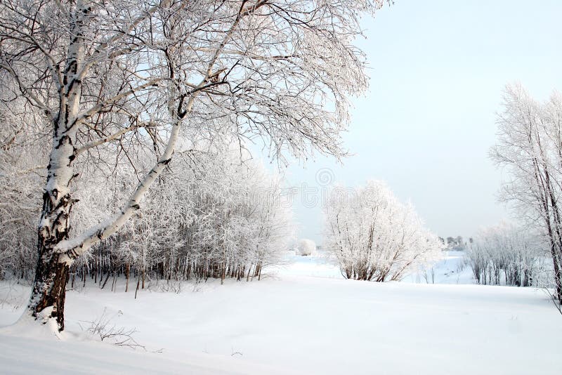 Freezing day stock photo. Image of hoar, snowdrift, bough - 3506868