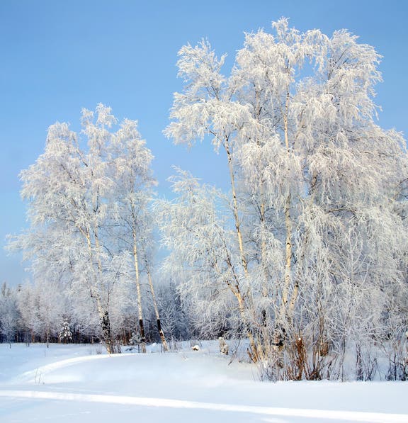 Freezing day stock image. Image of bough, winter, landscape - 3507075