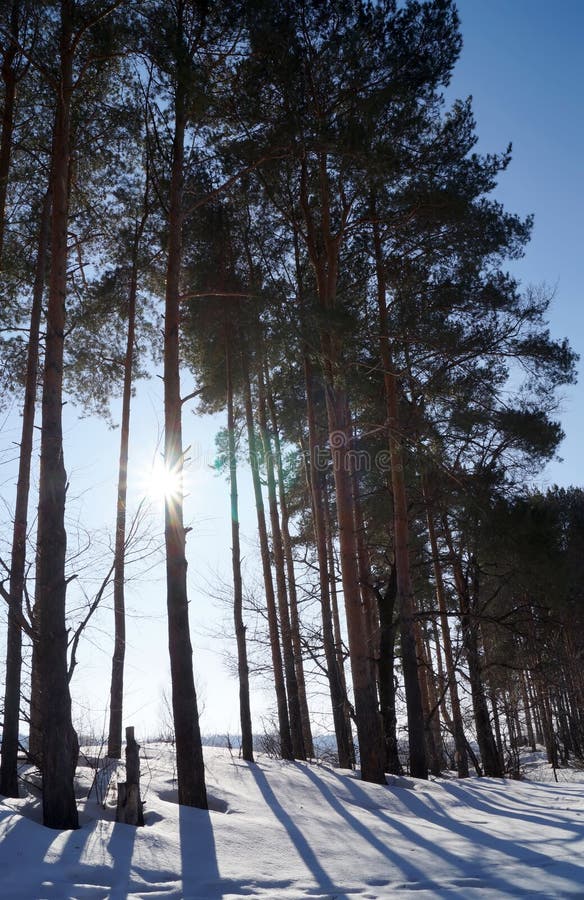 Freezing day stock photo. Image of pine, forest, winter - 65549800