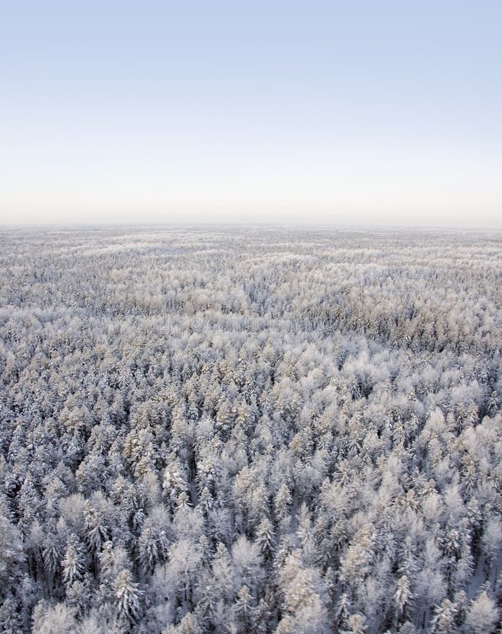 Freezing day in forest stock photo. Image of snow, plant - 11976426