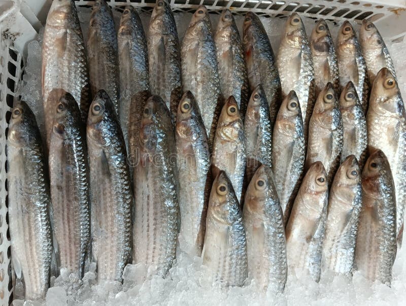 Freezing Fish in Supermarkets Stock Image - Image of fish, frozen ...