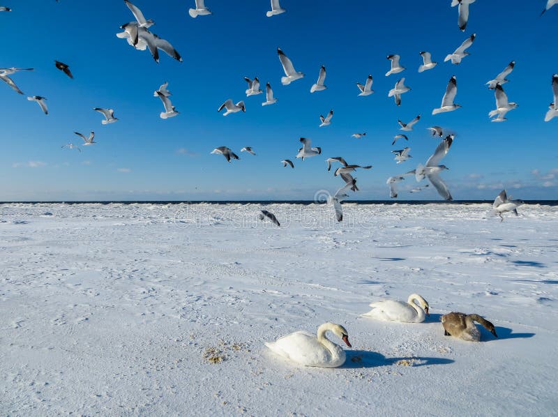 Freezing on the Ice of the Riga Bay Swans in the Winter of 2018 Stock ...