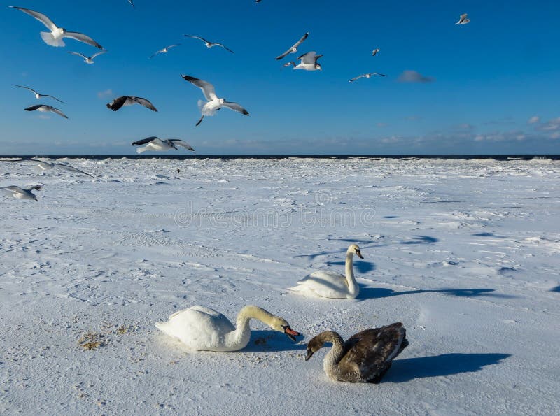 Freezing on the Ice of the Riga Bay Swans in the Winter of 2018 Stock ...