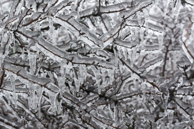 Freezing Rain, Branch Coveren with Ice, Background Use. Stock Photo ...