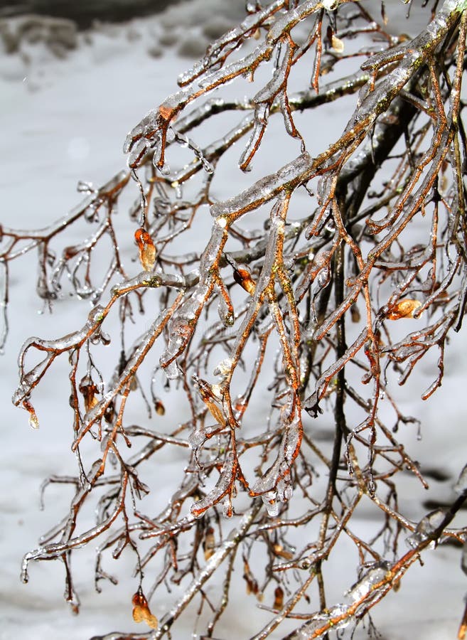 Freezing Rain on the Branches of Trees Stock Photo - Image of rain ...