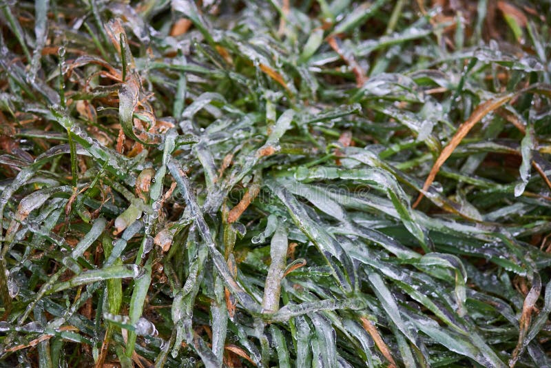 Green Grass Covered with Ice Stock Photo - Image of icing, artistic ...