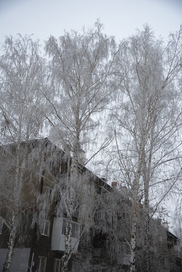 Freezing Rain Fell in the Fall Stock Photo - Image of autumn, snow ...