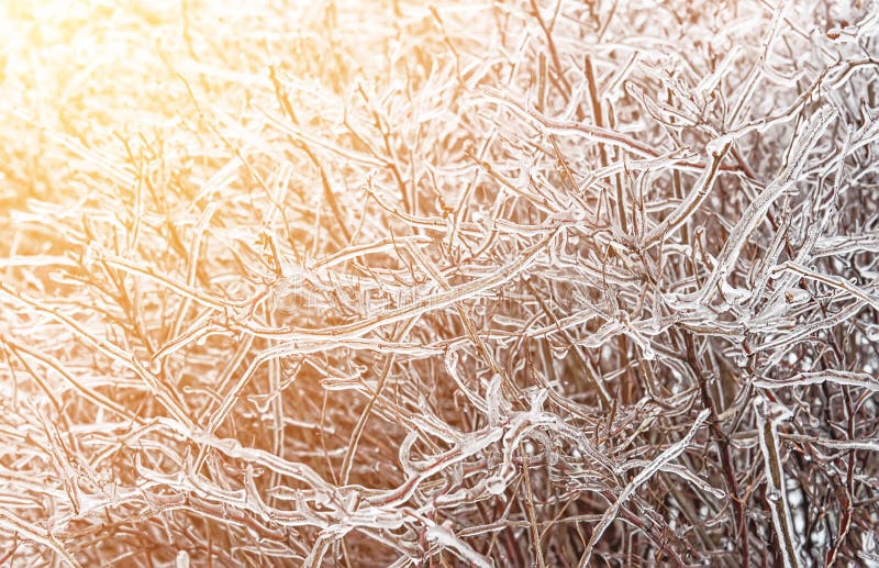 Freezing Rain is a Natural Phenomenon on the Shrub in Autumn Day. the ...