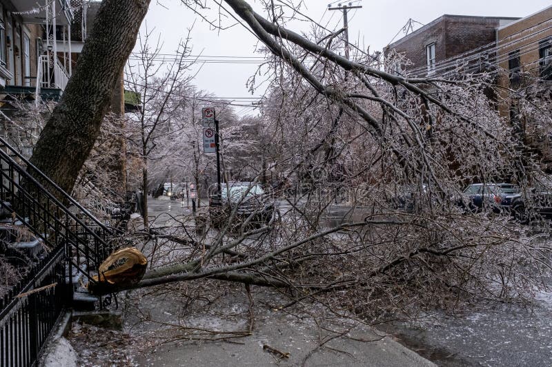 The Freezing Rain Storm Has Damaged a Tree in Montreal Editorial Photo ...