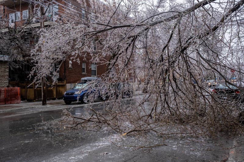 The Freezing Rain Storm Has Damaged a Tree in Montreal Editorial Stock ...