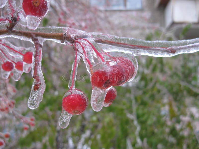 Freezing rain stock image. Image of rain, frozen, blossom - 73891429