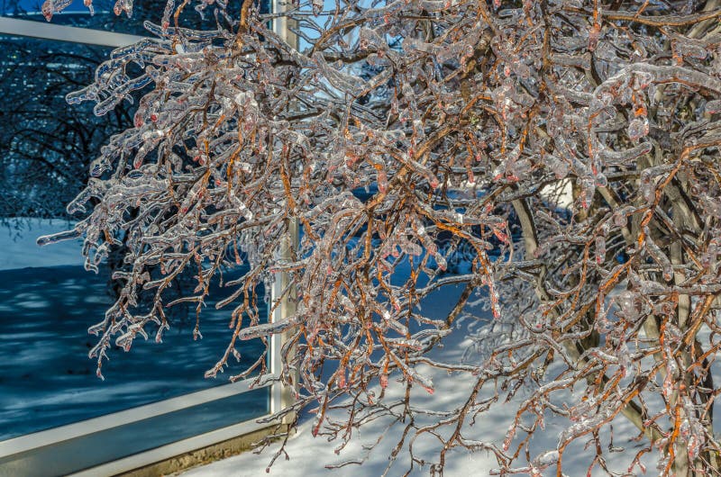 Freezing rain stock photo. Image of frosted, freezing - 223820892