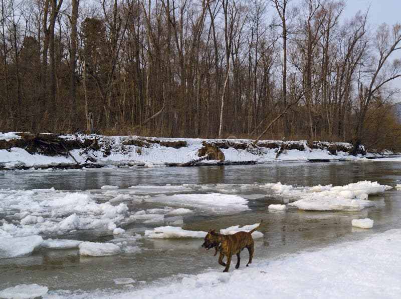 The freezing river stock image. Image of cloudless, tree - 17034731