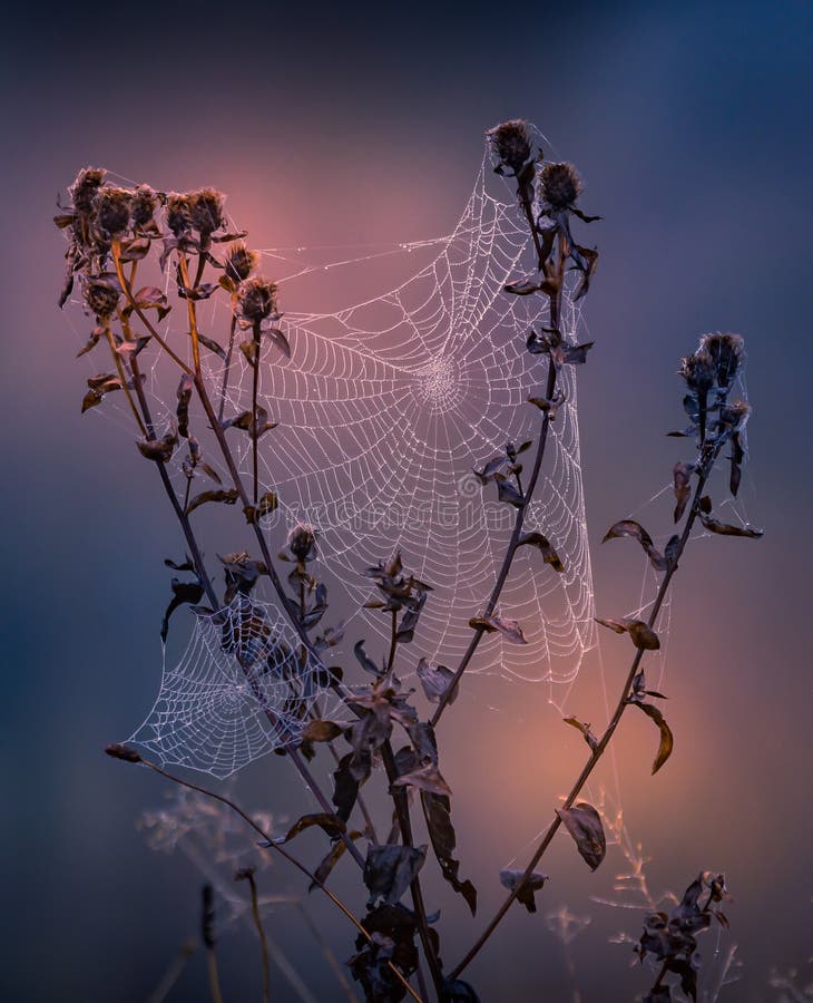 Freezing Spider Web stock image. Image of twig, detail - 334621769