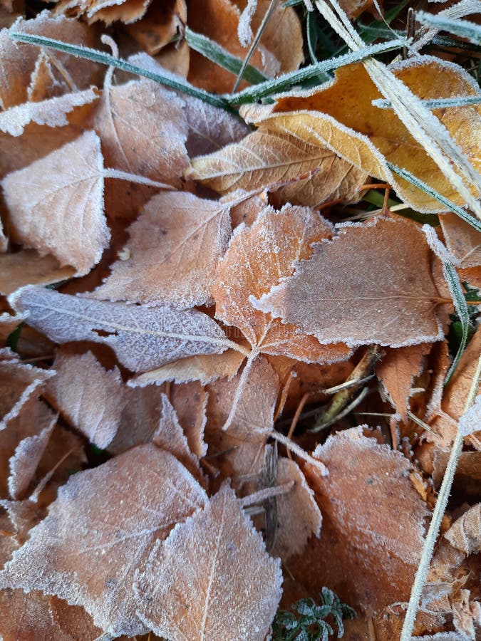 Freezing Yellow Leaf in Winter Stock Image - Image of snow, tree: 265902631