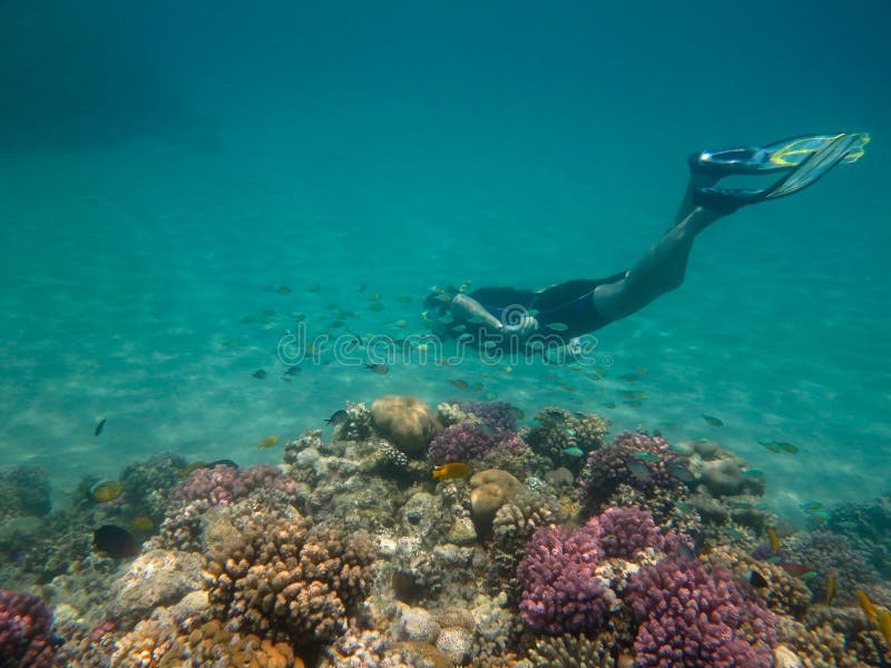Freier Taucher im Riff redaktionelles stockfotografie. Bild von nave ...