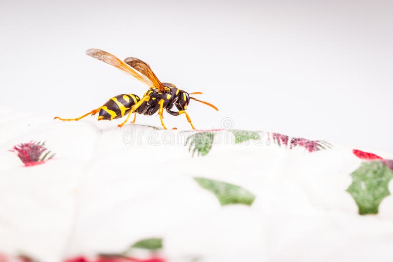 Frelon Sur Une Nappe Blanche Image stock - Image du rayé, pointu: 87594625